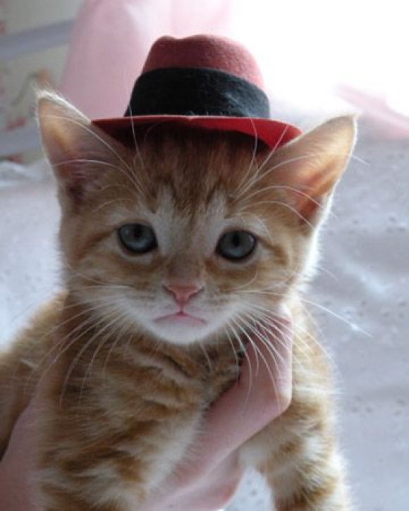 15 Cute Cats Wearing Hats - Page 12 of 15 - Really Cute Cats